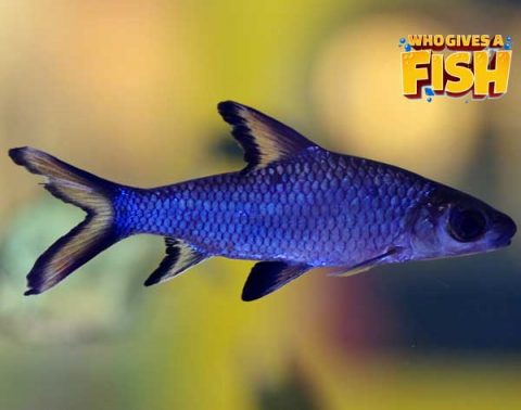 Bala Shark - Who Gives A Fish