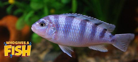 Kenyi Cichlid - Who Gives A Fish