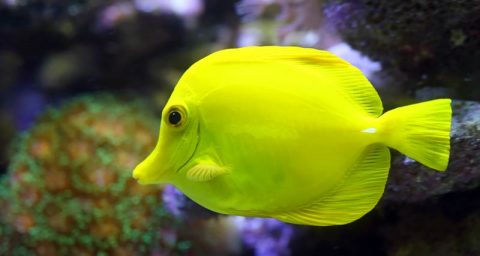 Yellow Tang - Who Gives A Fish