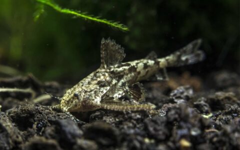 Asian Stone Catfish - Who Gives A Fish