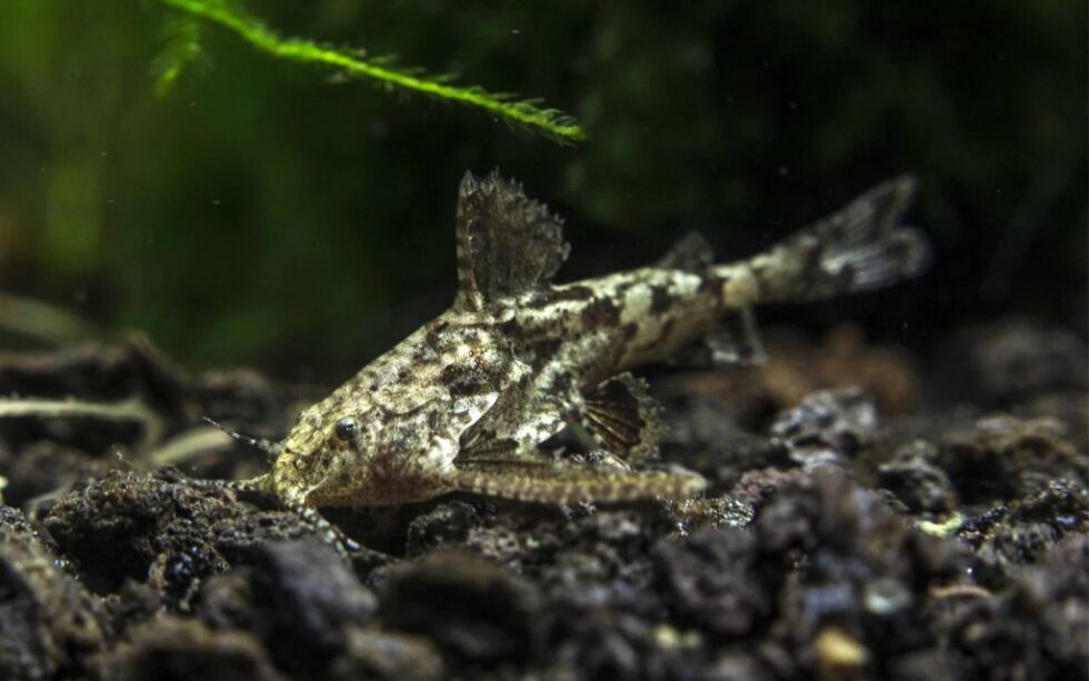 Asian Stone Catfish - Who Gives A Fish